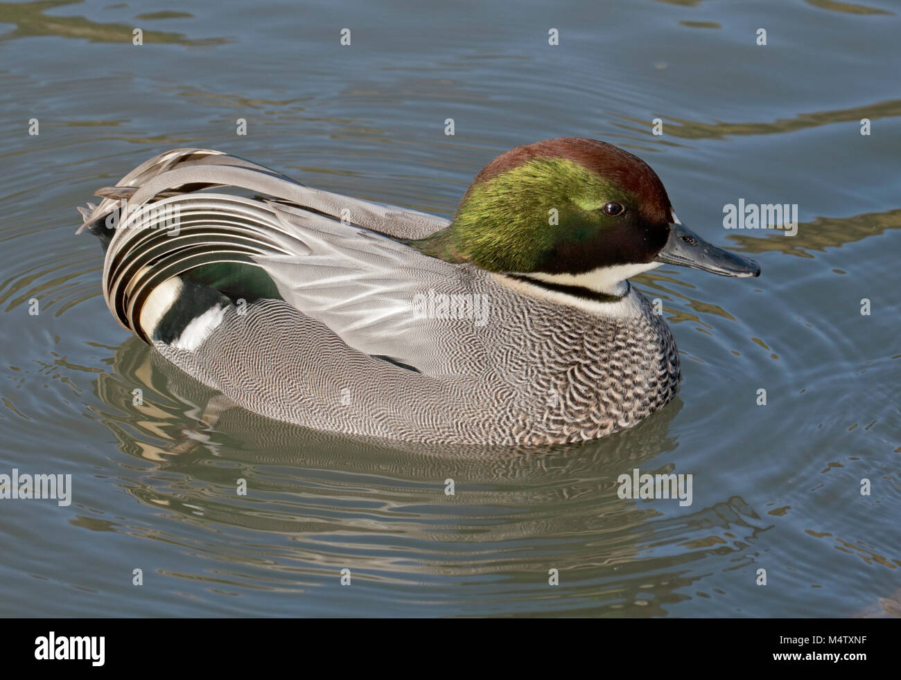 Falcate hi-res stock photography and images - Alamy