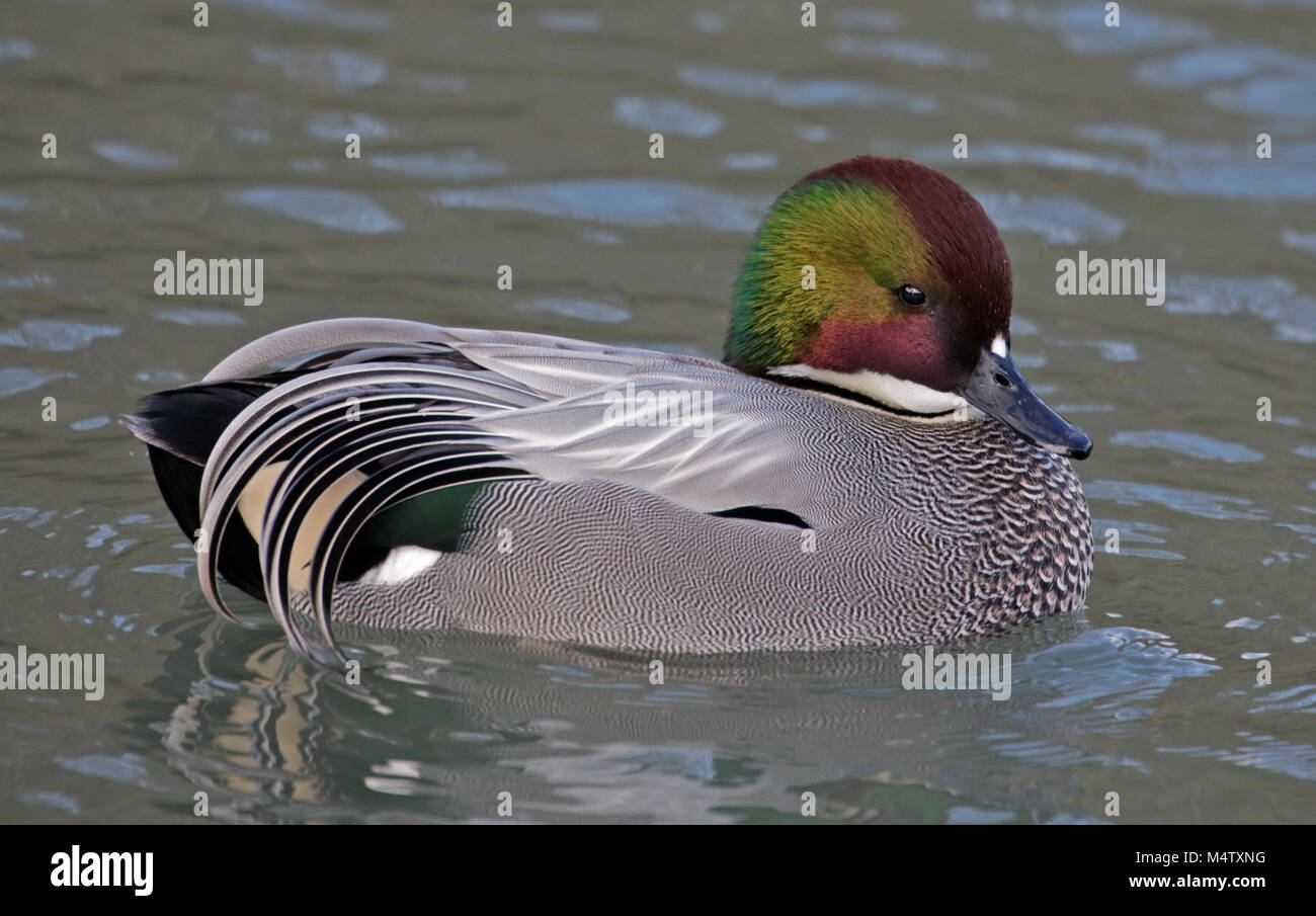 Falcated duck hi-res stock photography and images - Alamy