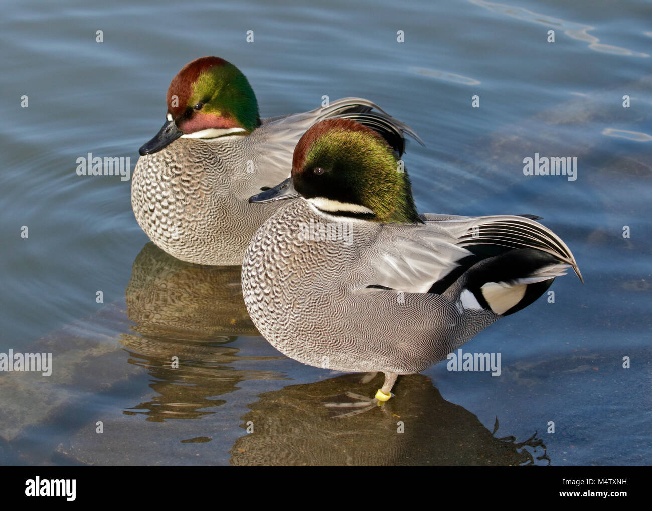 Falcate hi-res stock photography and images - Alamy
