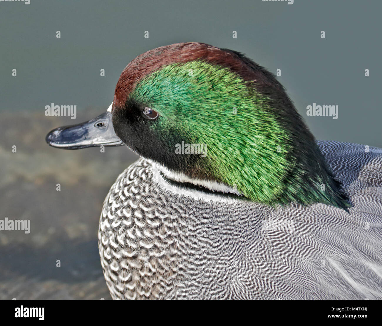Falcated duck hi-res stock photography and images - Alamy