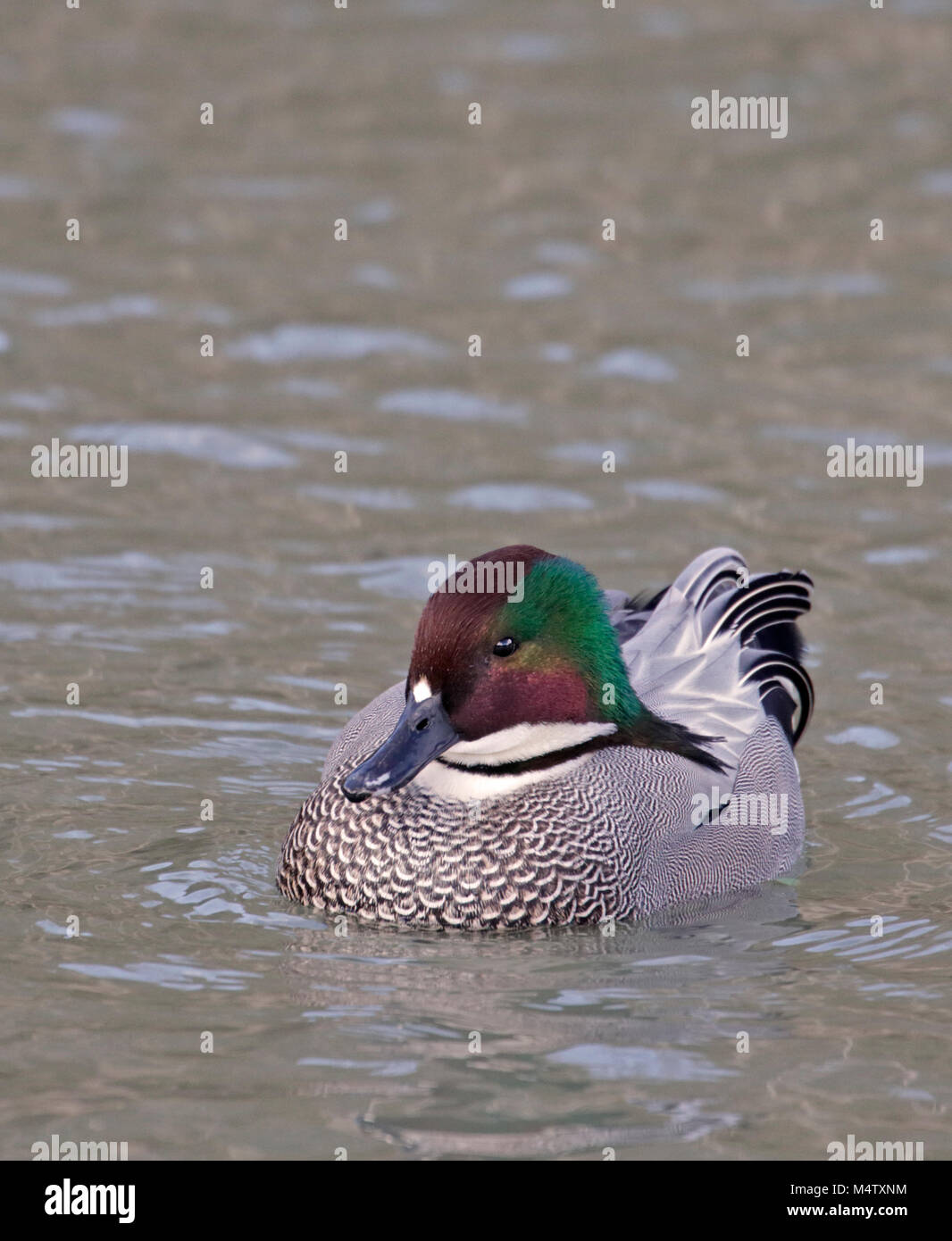 Falcated duck hi-res stock photography and images - Alamy