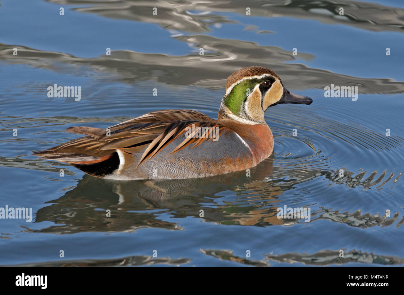 Baikal Teal male (anas Formosa), UK Stock Photo - Alamy