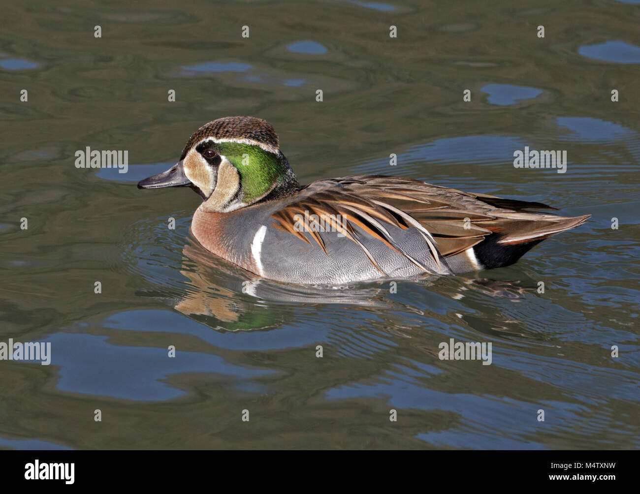 Baikal Teal male (anas Formosa), UK Stock Photo - Alamy