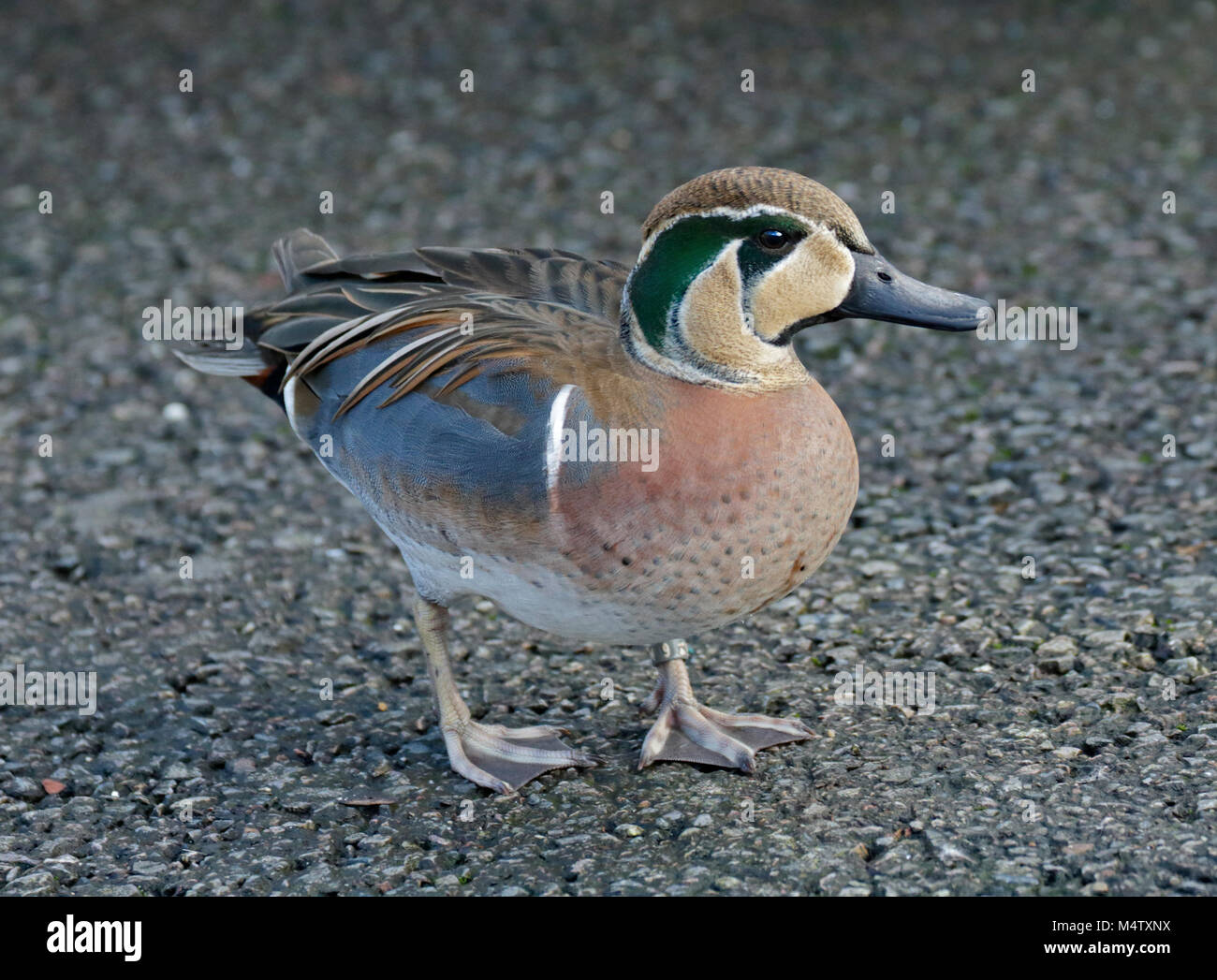 Baikal teal duck hi-res stock photography and images - Alamy