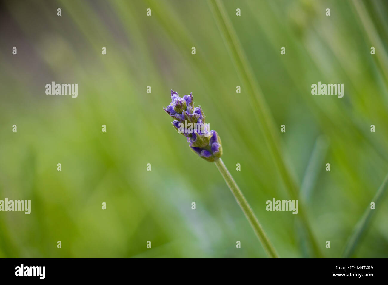 Single lavender flower hi-res stock photography and images - Alamy