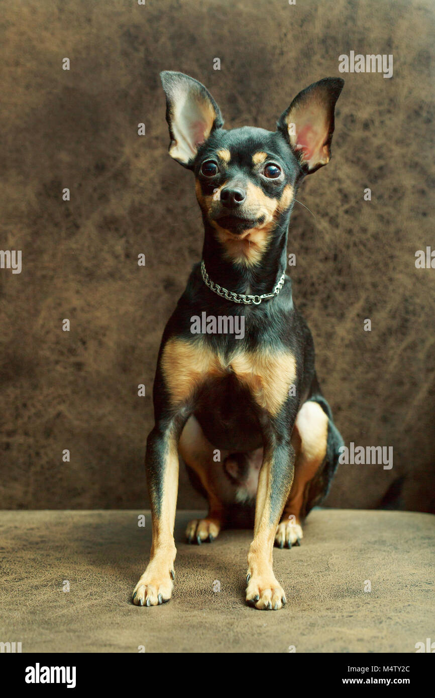 The dog of breed Russian Toy tensely looks Stock Photo - Alamy