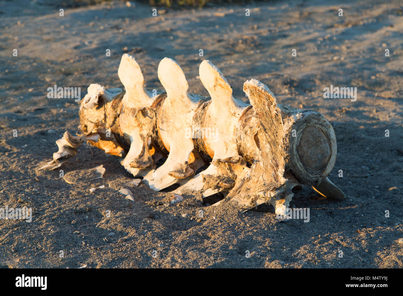 Whale backbone hi-res stock photography and images - Alamy