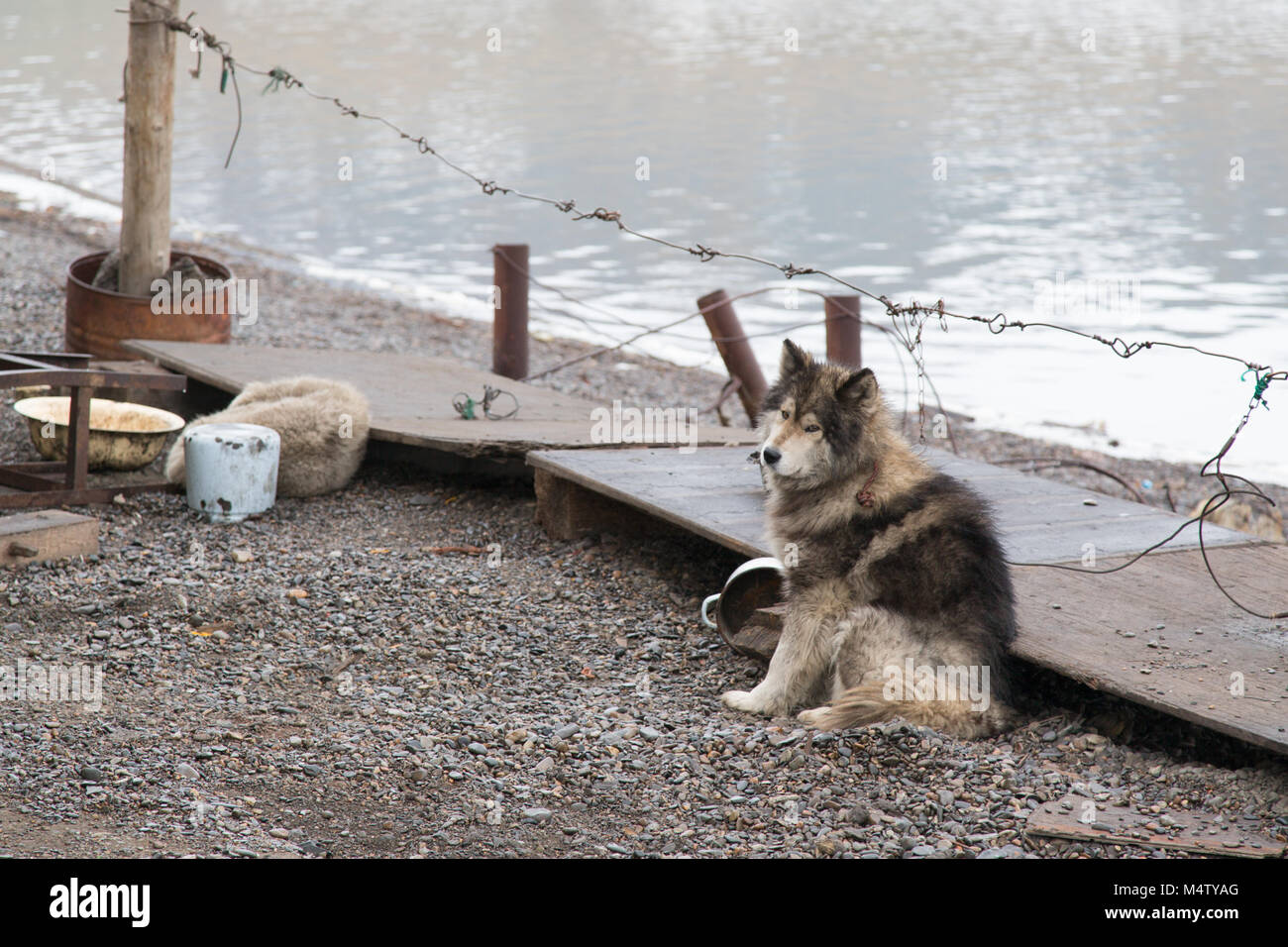 Chukchi draught dogs sitting on a chain Stock Photo - Alamy