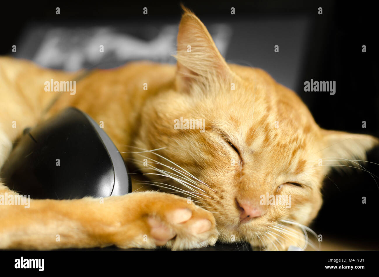 Orange marmalade cat sleeping with a computer mouse Stock Photo - Alamy