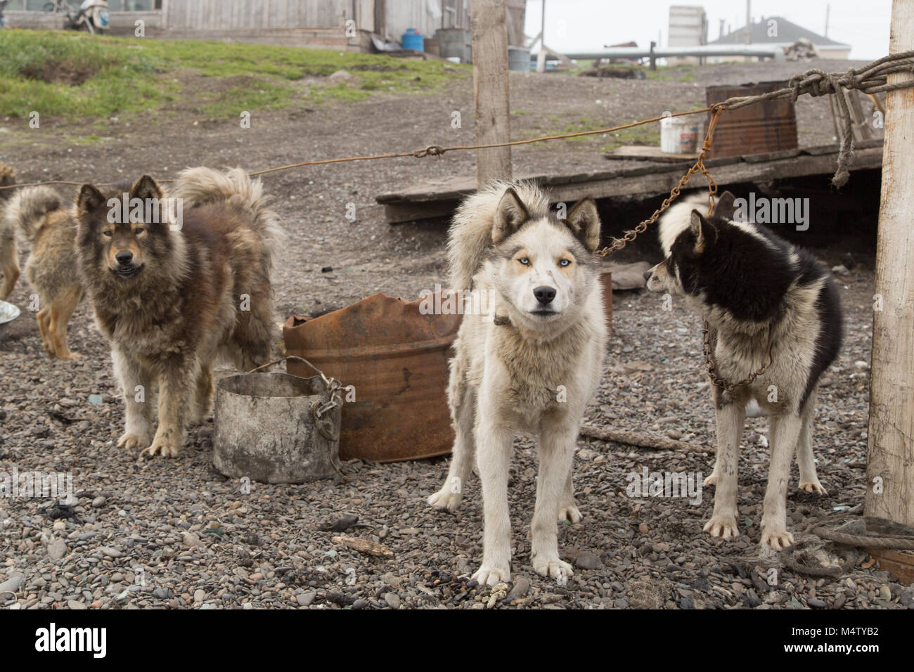 Chukchi draught dogs sitting on a chain Stock Photo - Alamy
