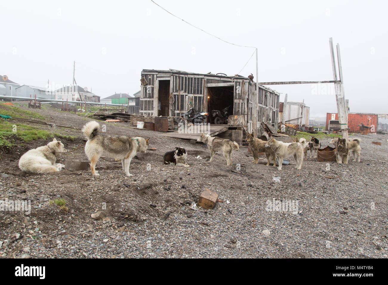 Chukchi draught dogs sitting on a chain Stock Photo - Alamy