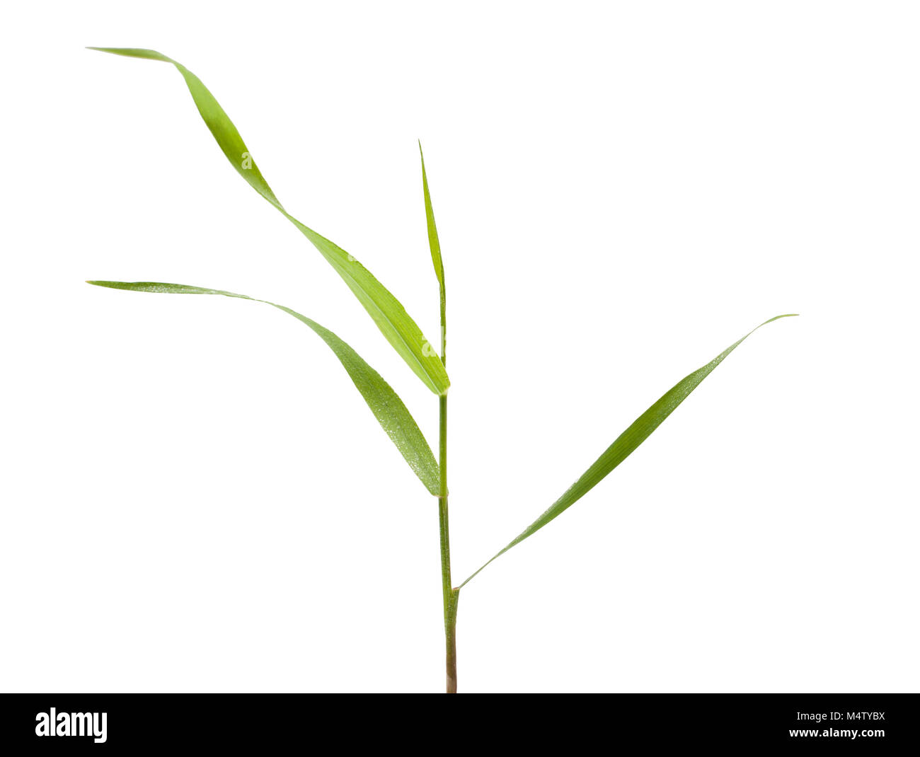 Blade of grass isolated on white > Green blade of grass - isolated ...