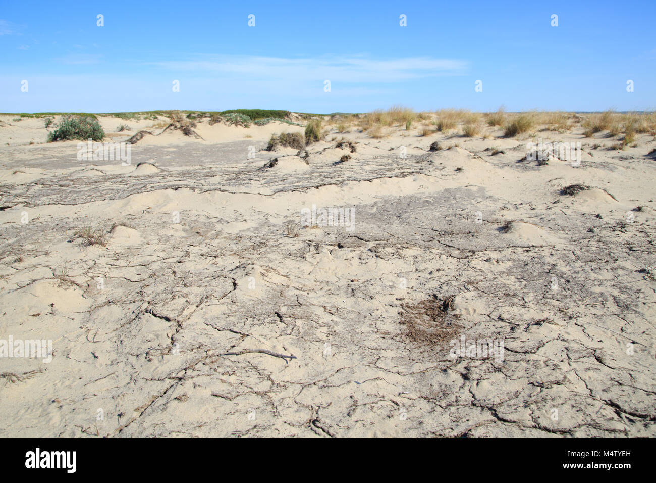 Poor vegetation hi-res stock photography and images - Alamy