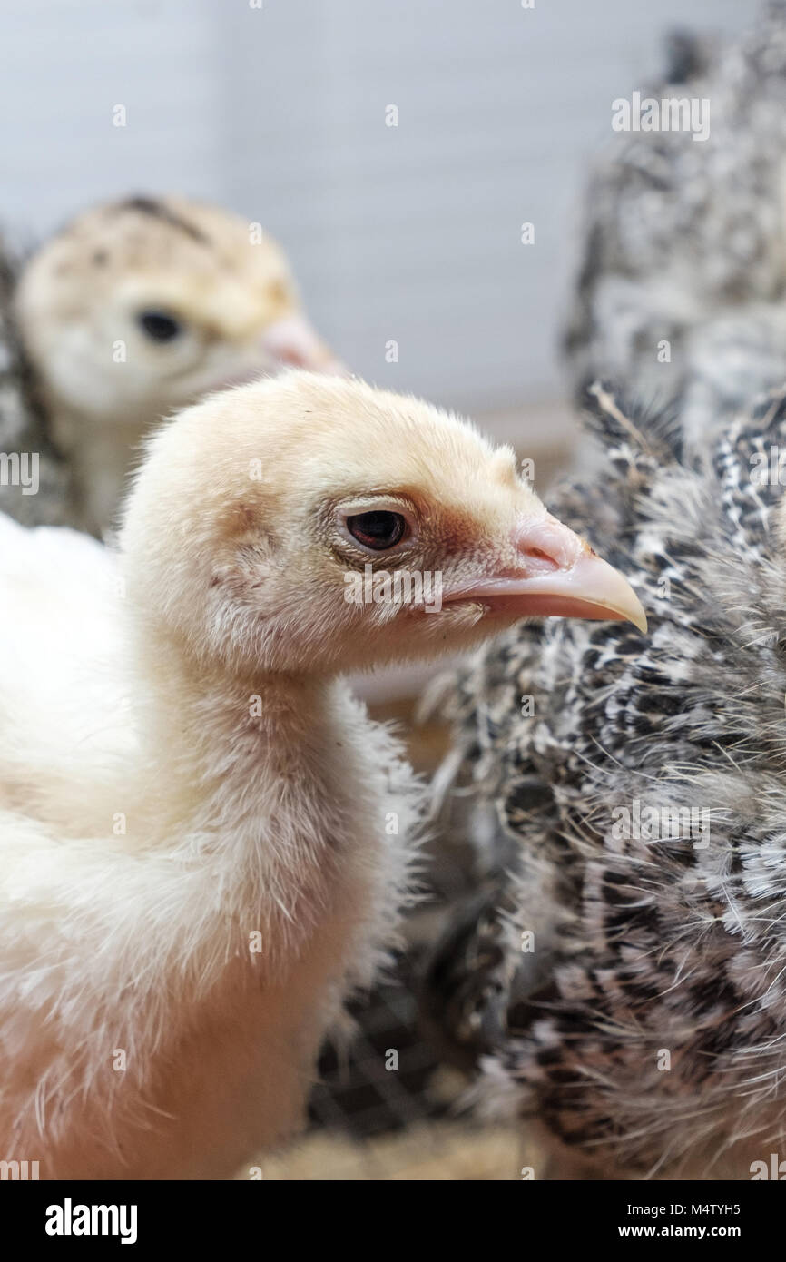 domestic nestling of a turkey is in an incubator Stock Photo - Alamy