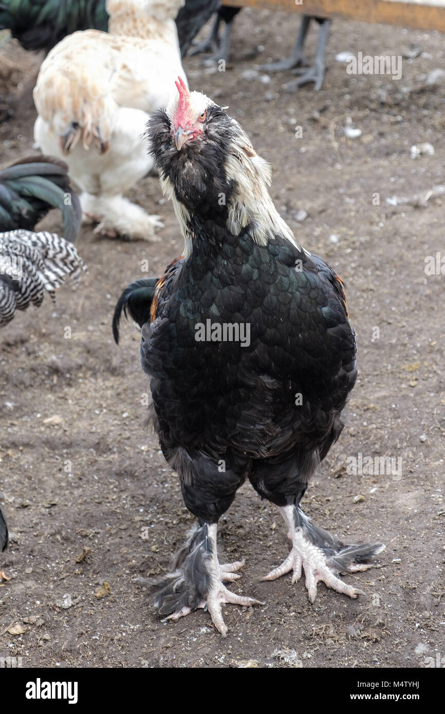 The rooster is in domestic an incubator Stock Photo - Alamy