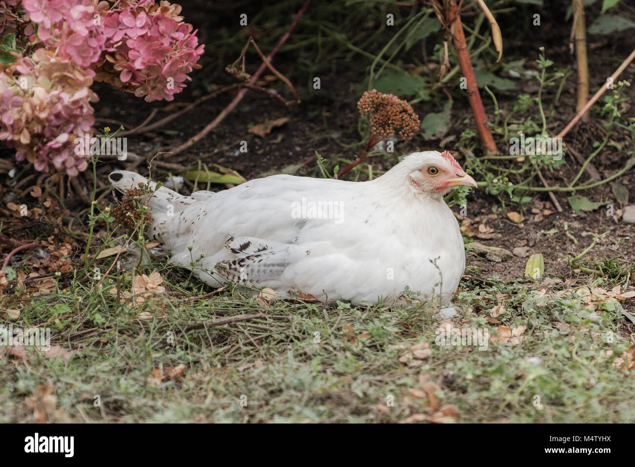Domestic chicken sits in bushes on a grass Stock Photo - Alamy