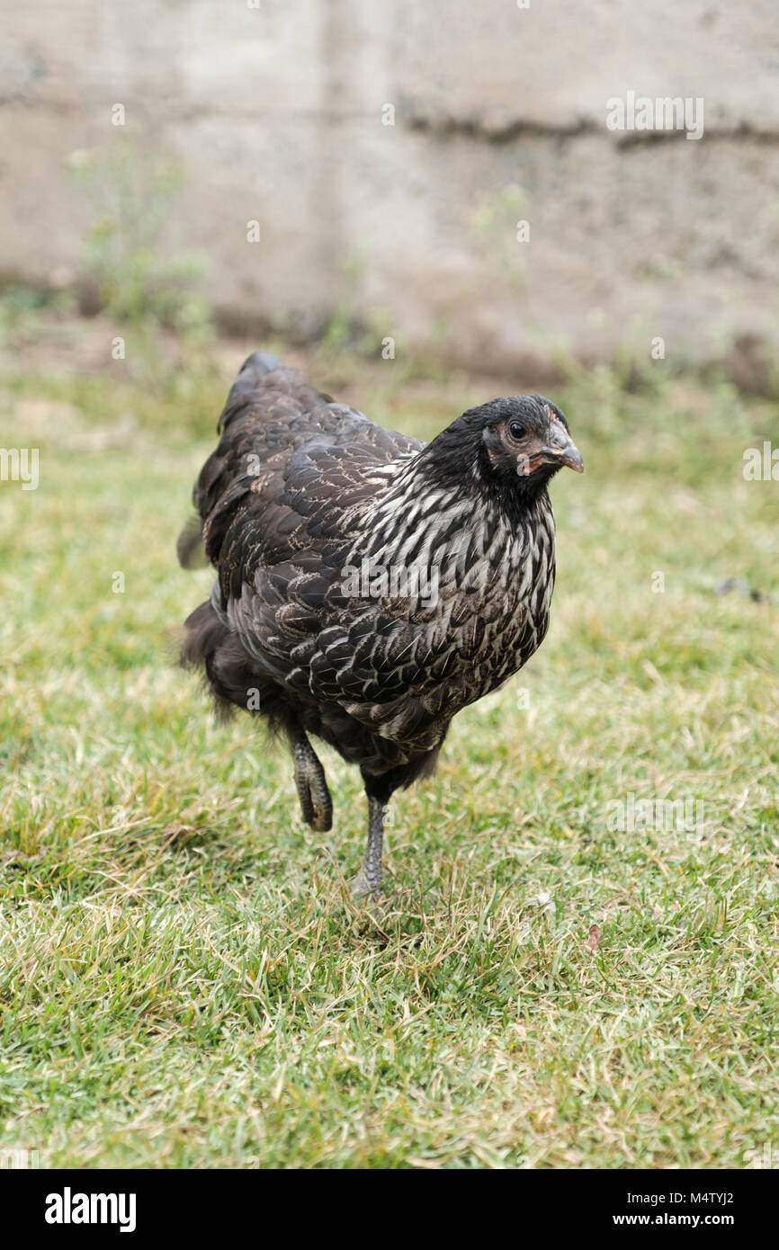Domestic chicken poses in front of the camera Stock Photo - Alamy