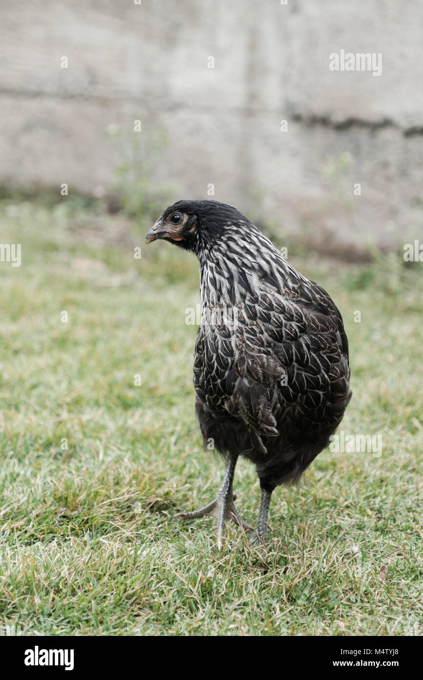 Domestic chicken poses in front of the camera Stock Photo - Alamy