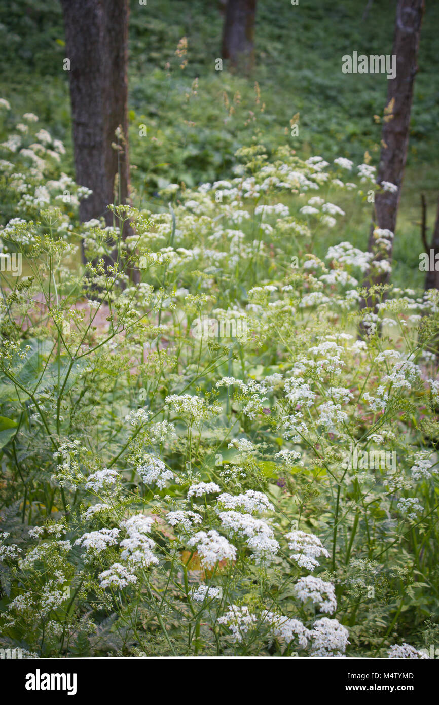 White wild flowers hi-res stock photography and images - Alamy