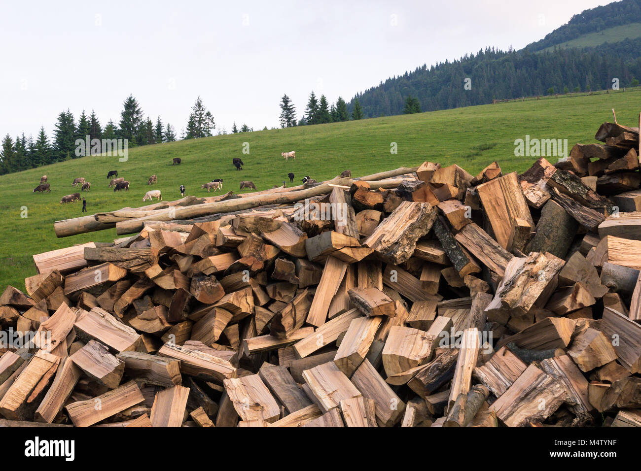 Summer cows hi-res stock photography and images - Alamy
