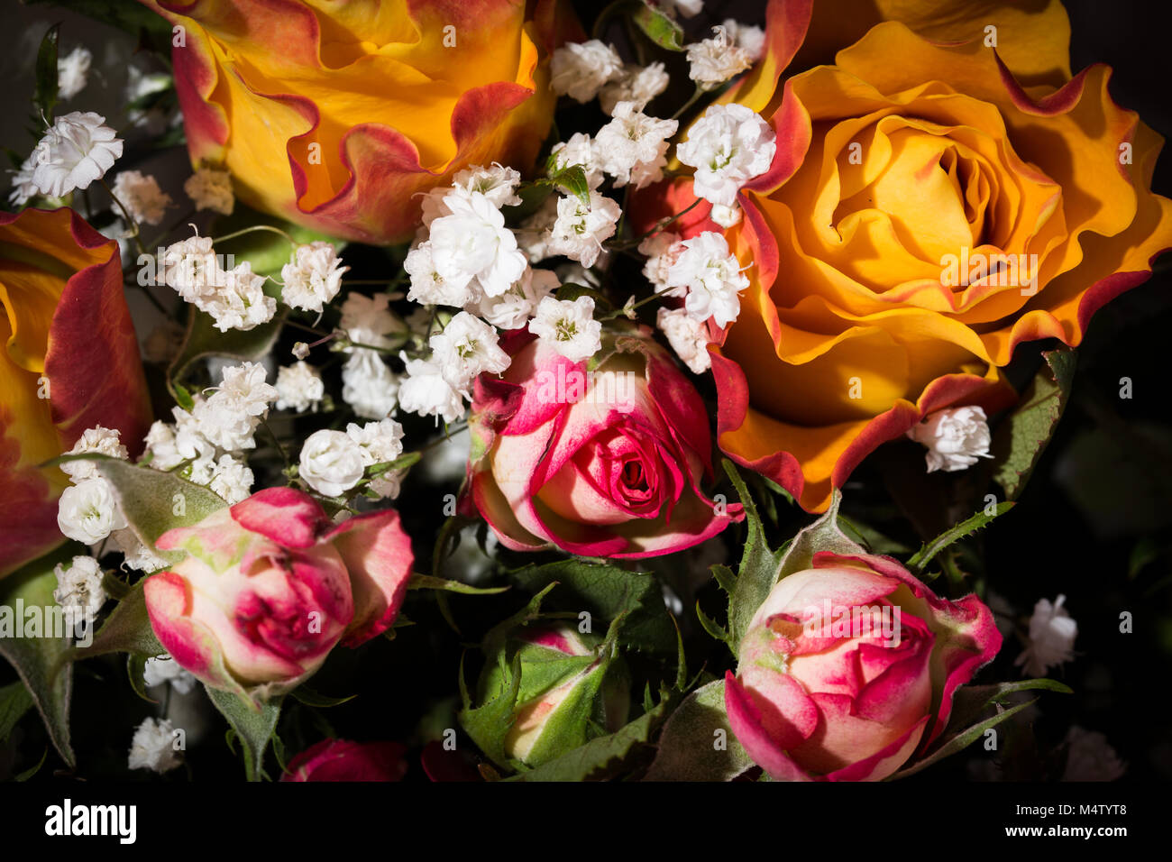 Bouquet from Roses and Gypsophila Stock Photo - Alamy