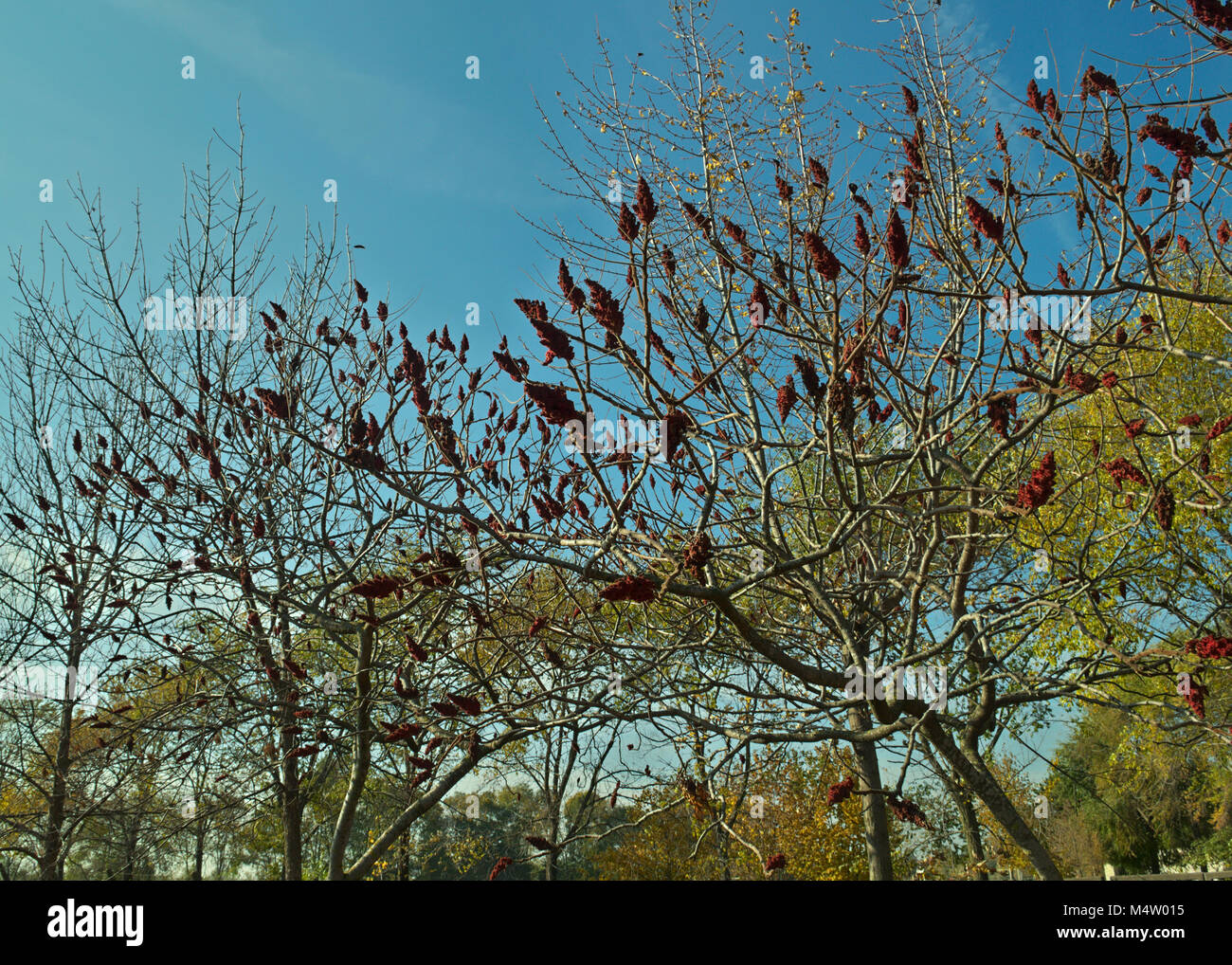 staghorn sumac tree with big red flowers in garden at autumn time Stock ...