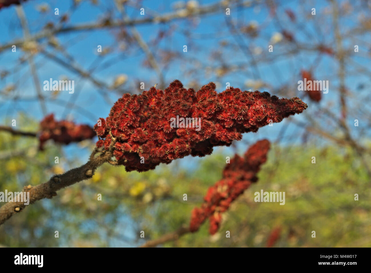 staghorn sumac tree with big red flower in garden at autumn time Stock ...