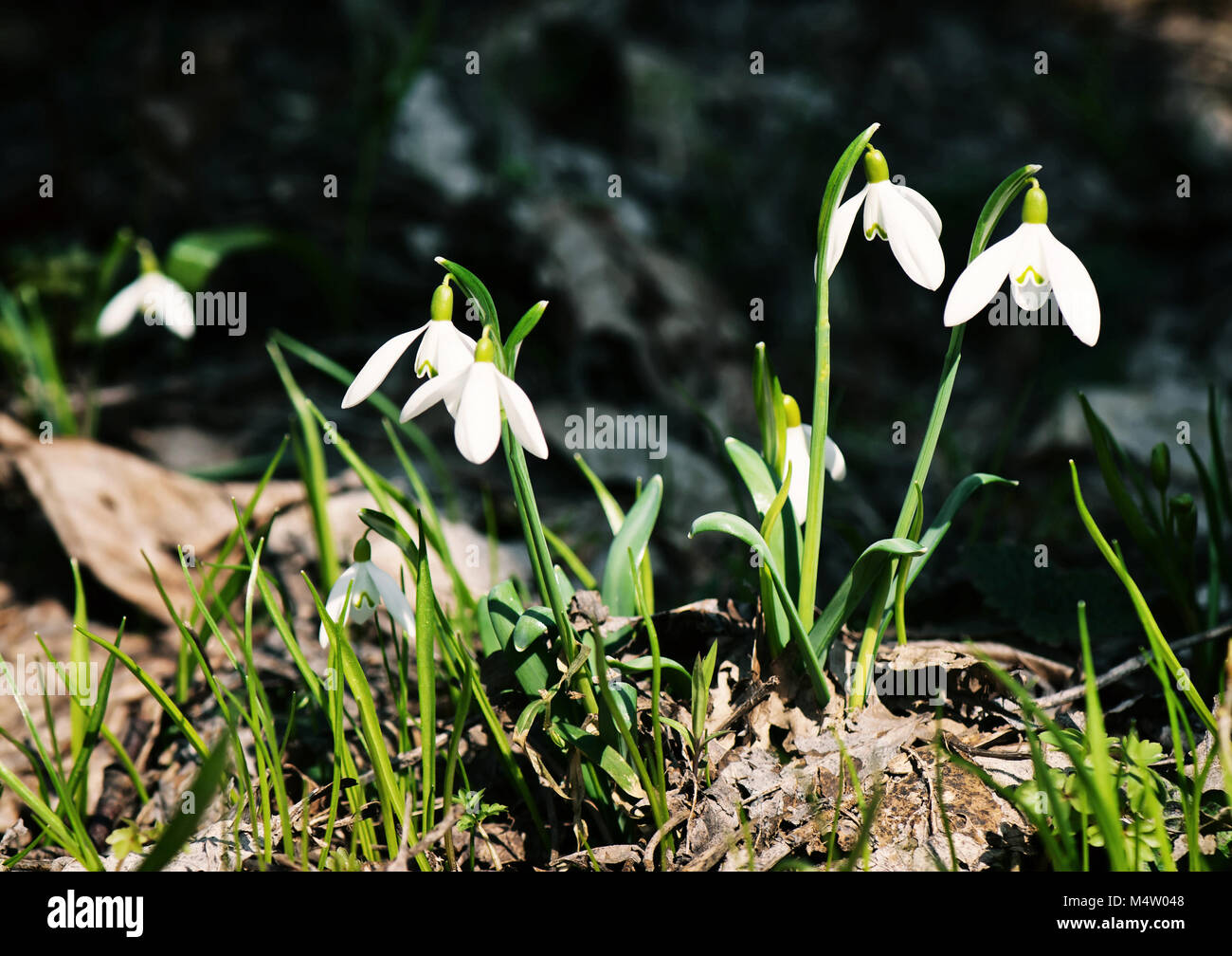 Detail photo of white snowdrops. Spring time. Blue photo filter Stock ...