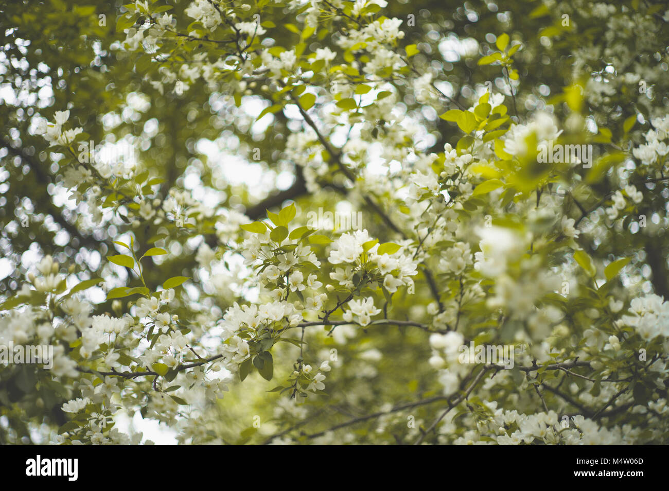 Tree brunch with white spring blossoms. Apple tree Stock Photo - Alamy