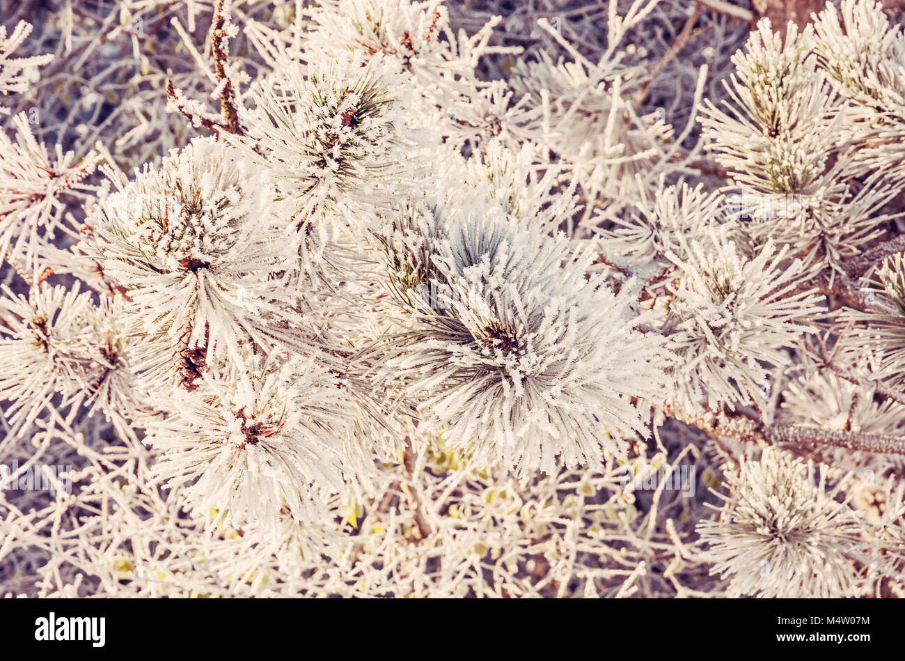 Close-up of snowy conifer tree in winter time. White needles. Seasonal ...