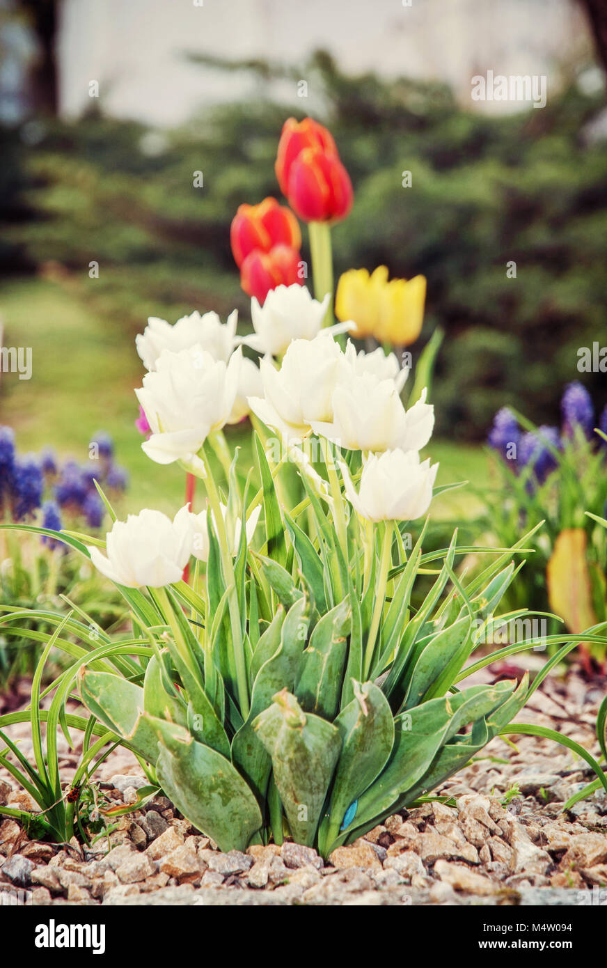 Beautiful tulips planted in the garden. Springtime natural scene ...