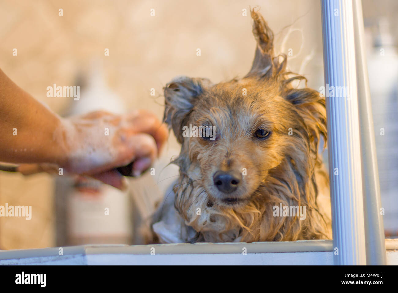Dog parlour hi-res stock photography and images - Alamy