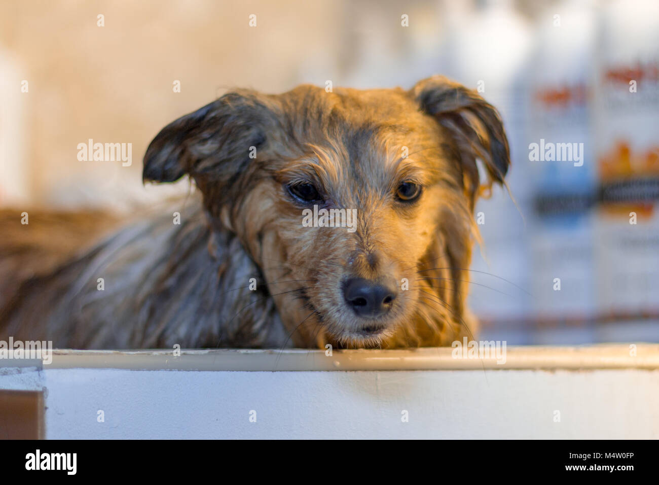 Dog parlour hi-res stock photography and images - Alamy
