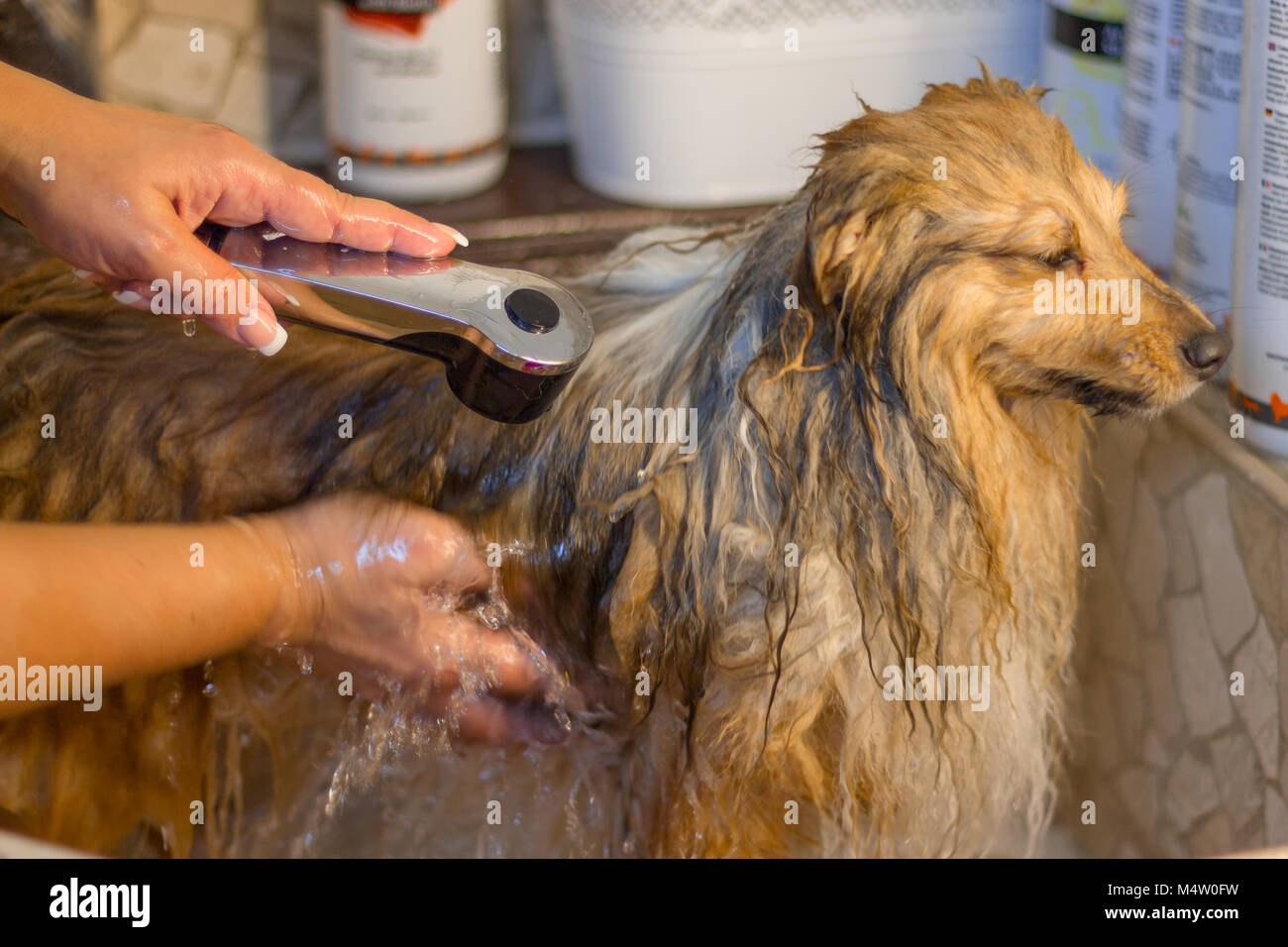 Dog parlour hi-res stock photography and images - Alamy