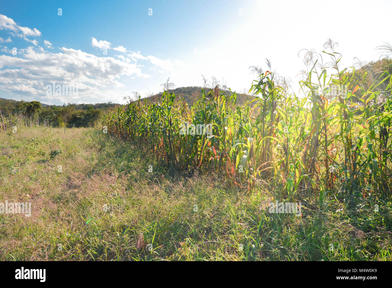 Scenic corn fields hi-res stock photography and images - Alamy