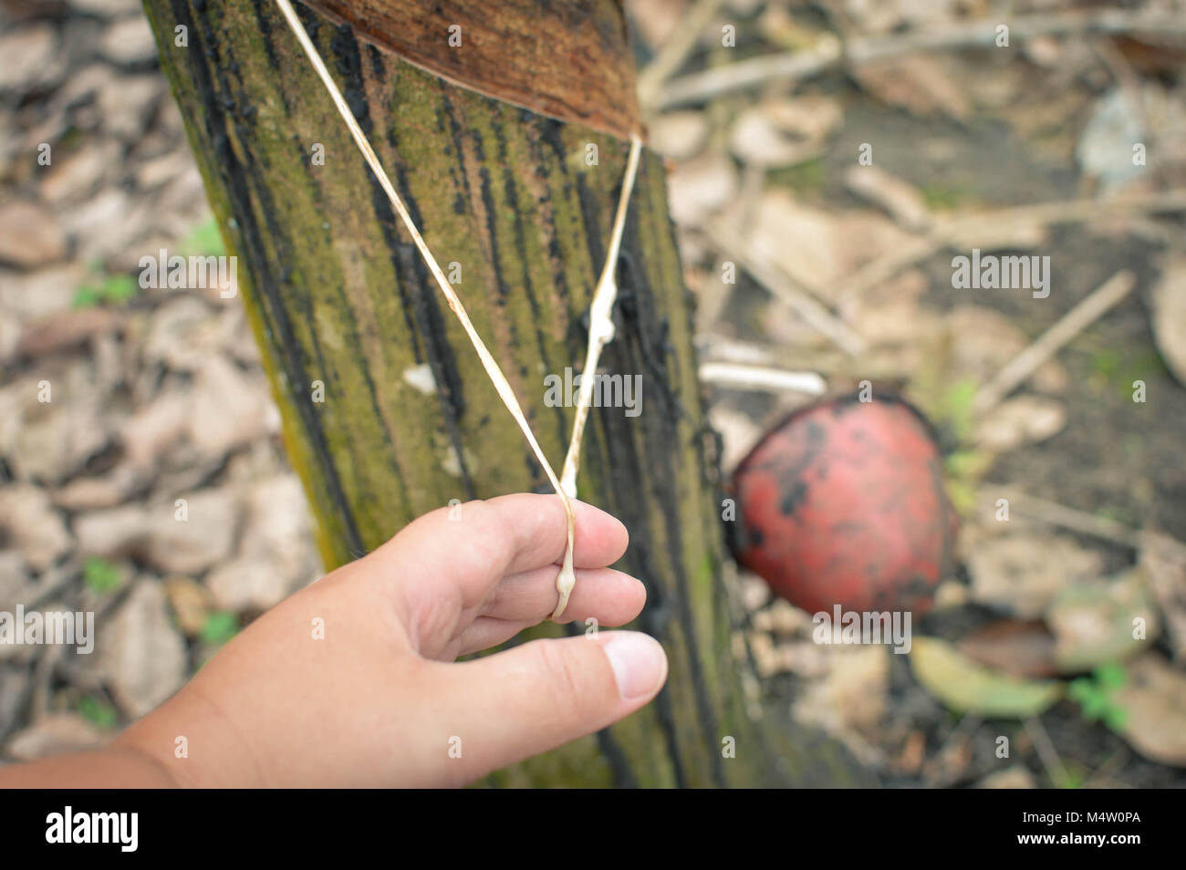 Rubber tree plantation. Close up of the hand pulling the dry string of ...