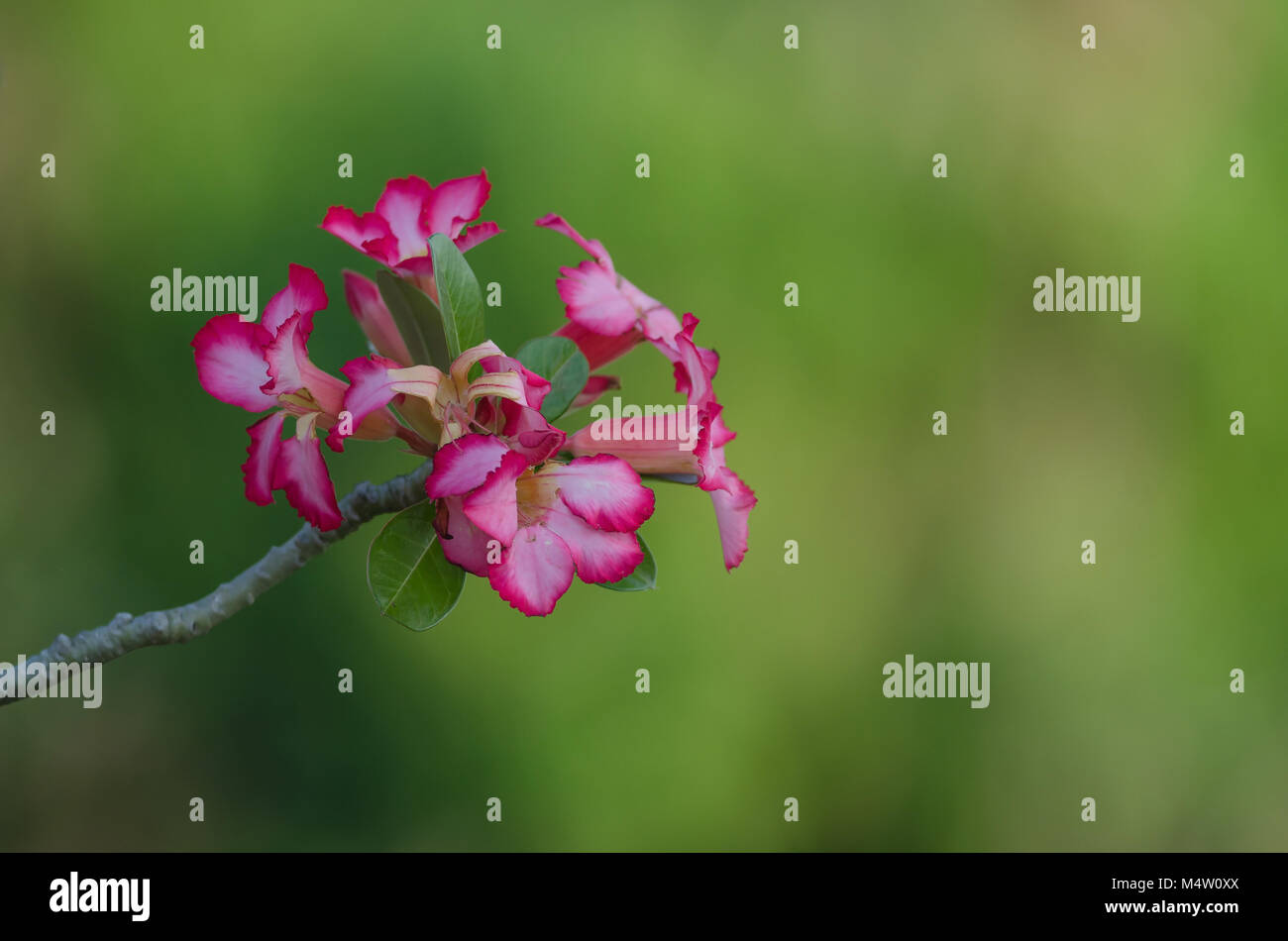 Closeup of Desert Rose on background, (Also called Impala Lily, Mock ...