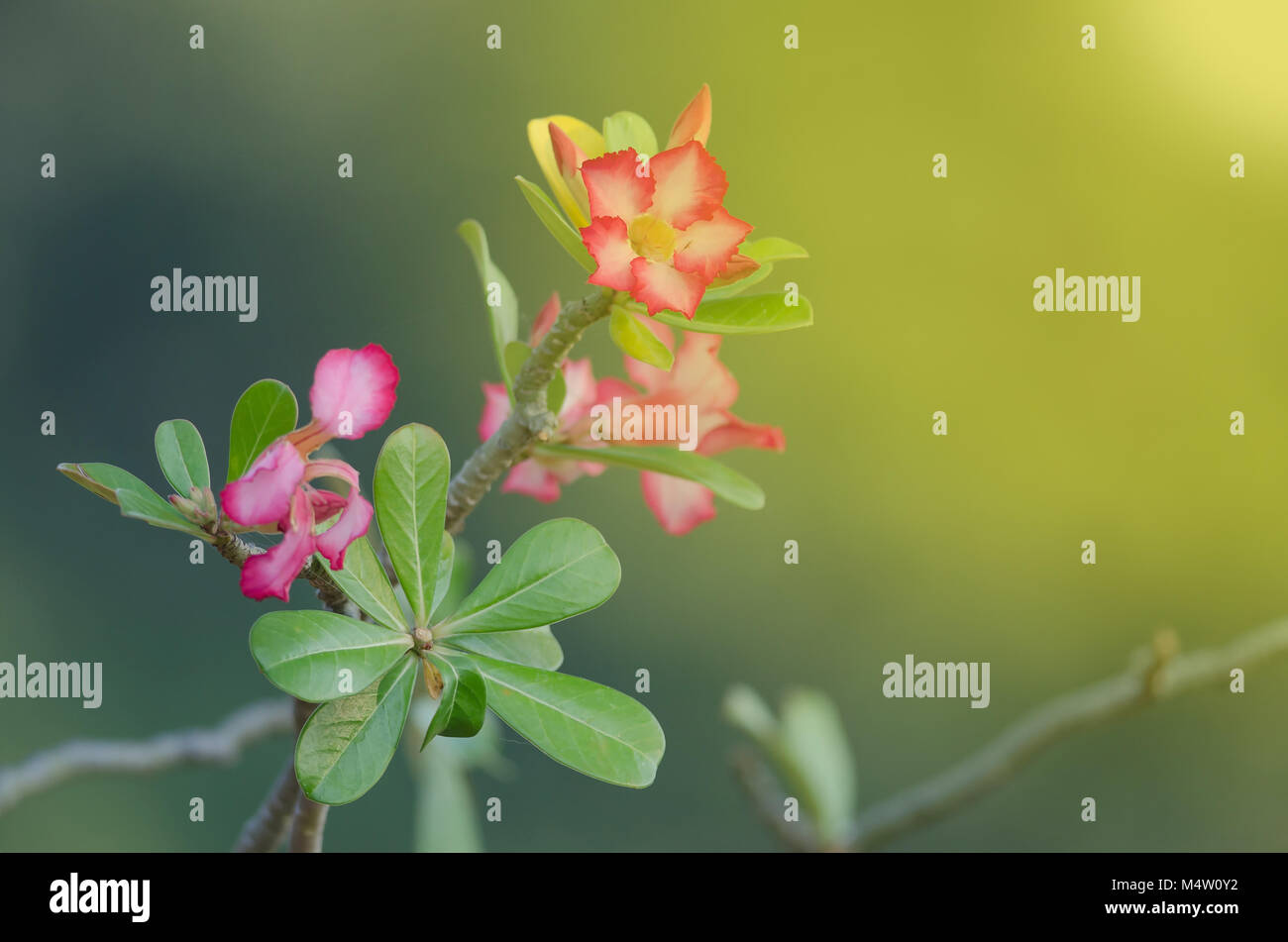 Closeup of Desert Rose on background, (Also called Impala Lily, Mock ...