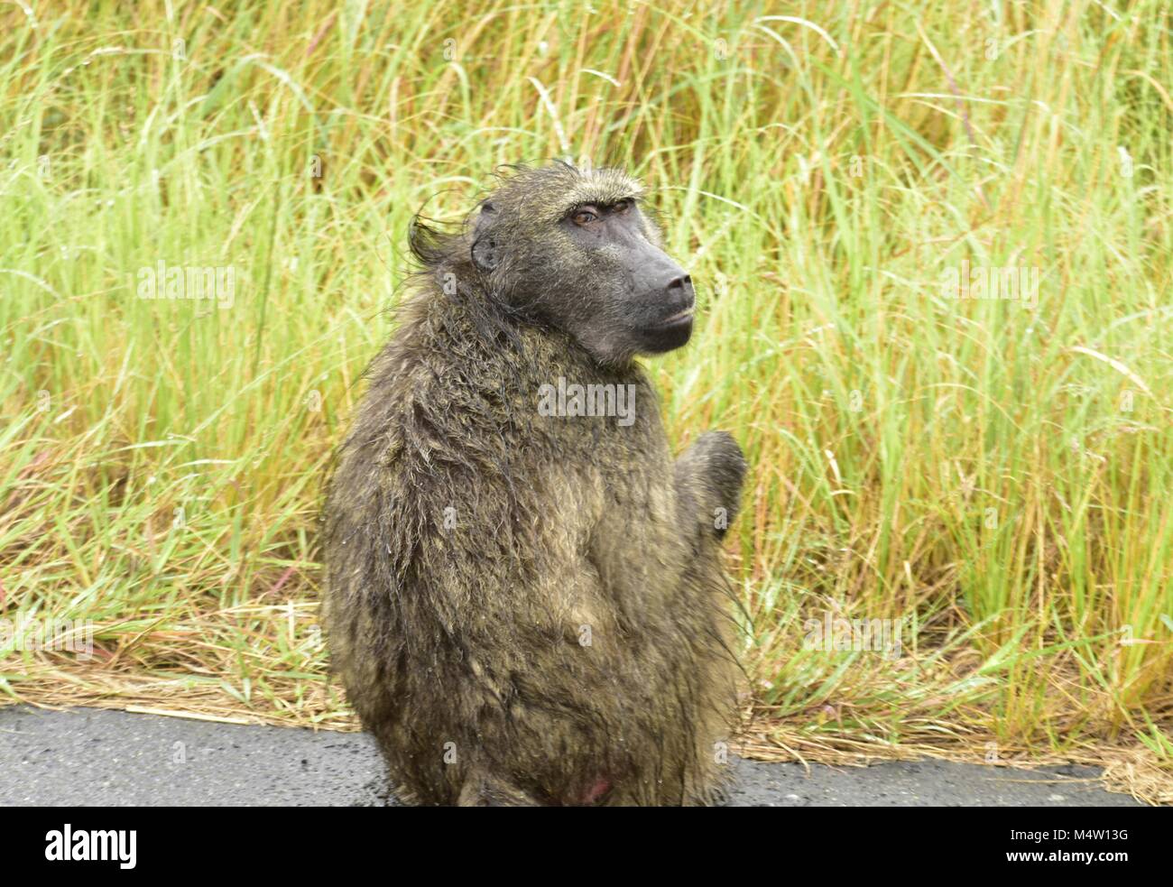 Dripping wet hi-res stock photography and images - Alamy