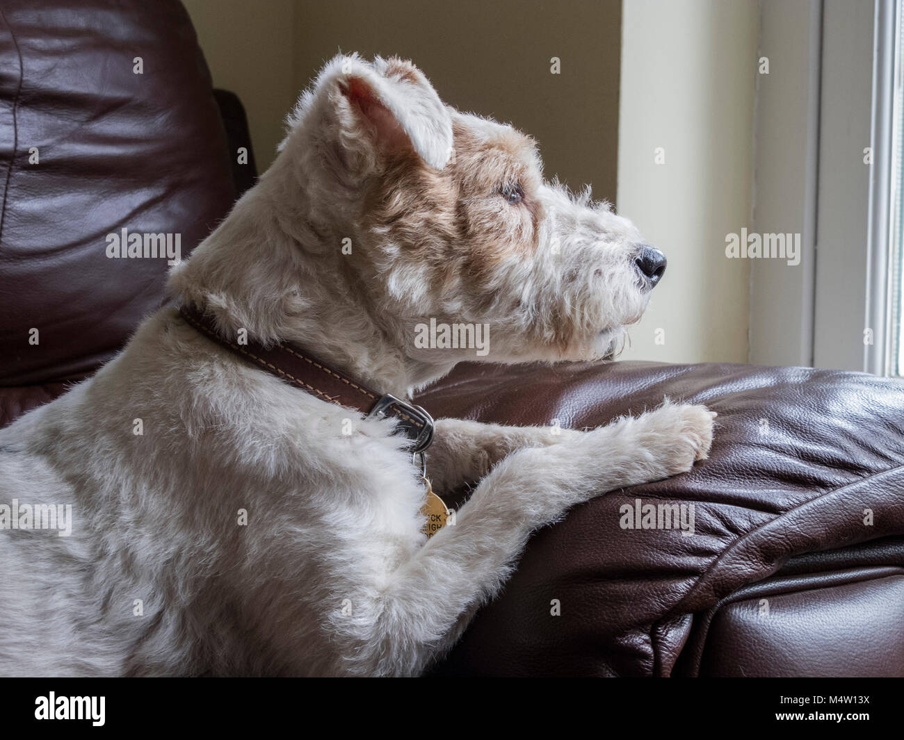 Older terrier dog lying on a brown leather sofa looking out of a window ...