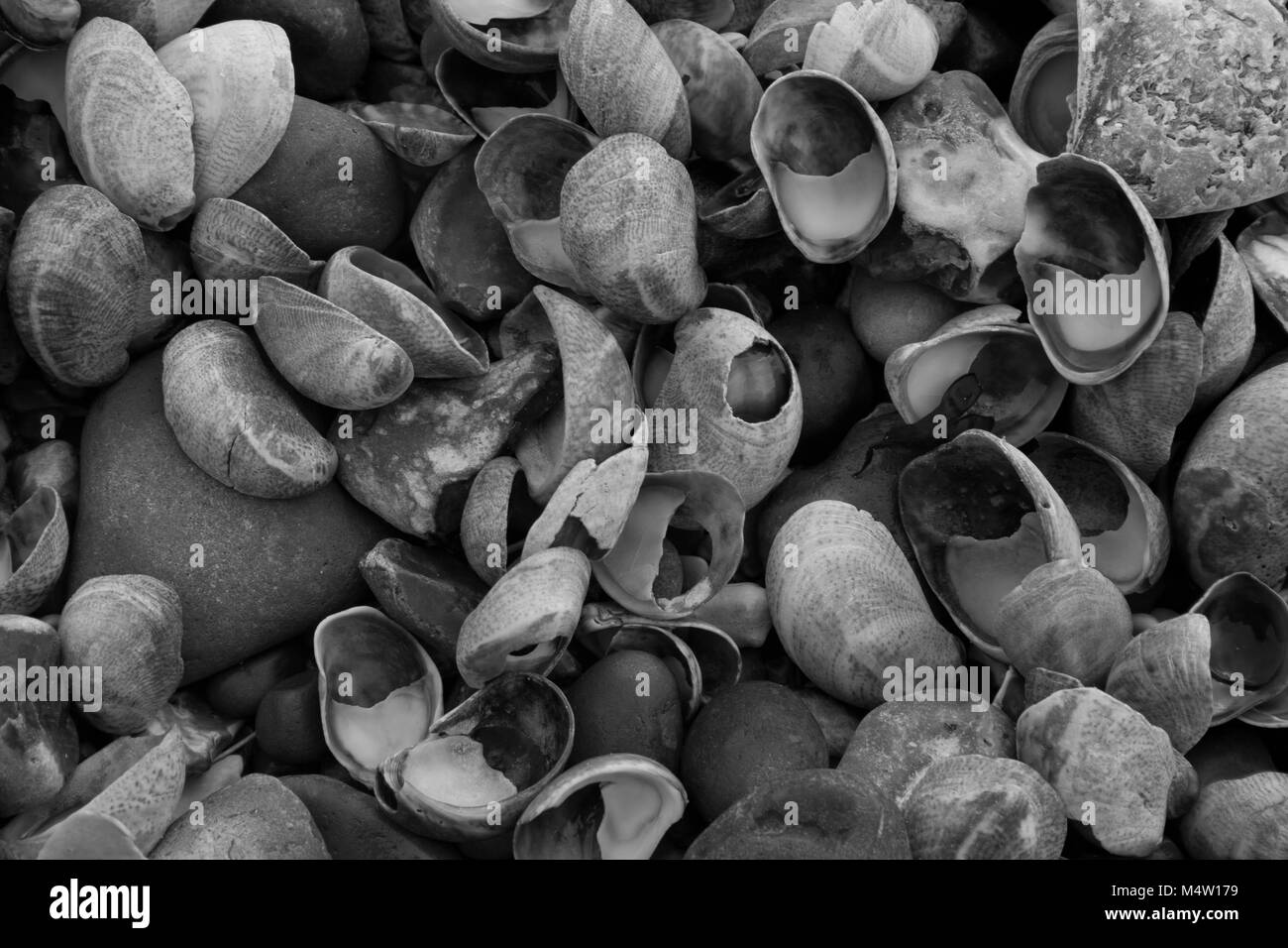 White seashells hi-res stock photography and images - Alamy