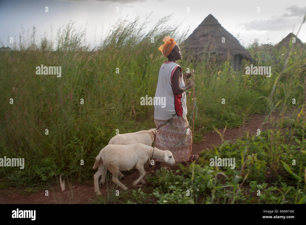 Rural woman and her two sheep in rural Senegal Stock Photo - Alamy