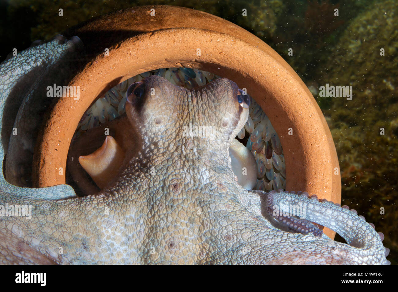 Octopus Eggs High Resolution Stock Photography and Images - Alamy