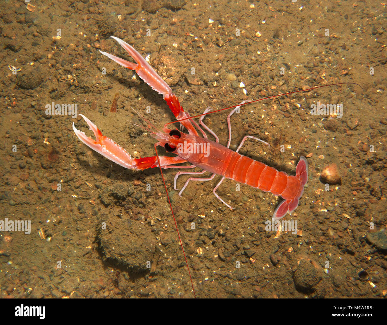 European Edible Crab High Resolution Stock Photography and Images - Alamy