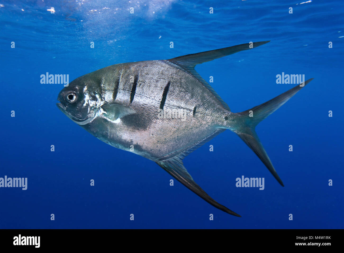 Palometa Fish High Resolution Stock Photography and Images - Alamy