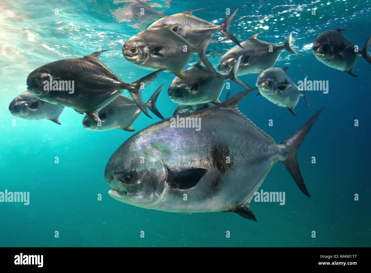 Trachinotus High Resolution Stock Photography and Images - Alamy