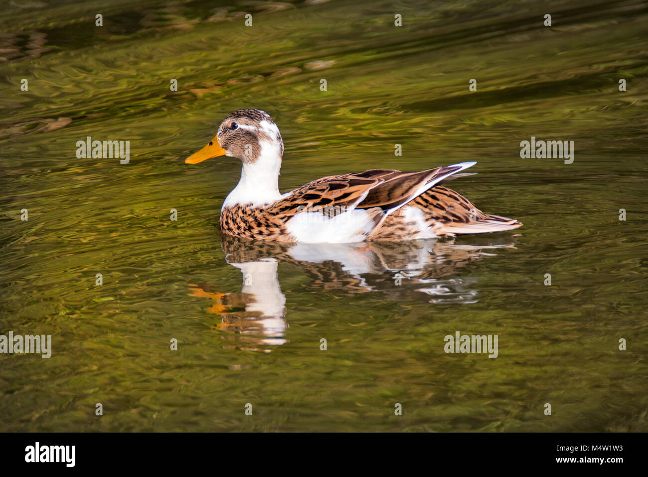 A swimming duck Stock Photo - Alamy
