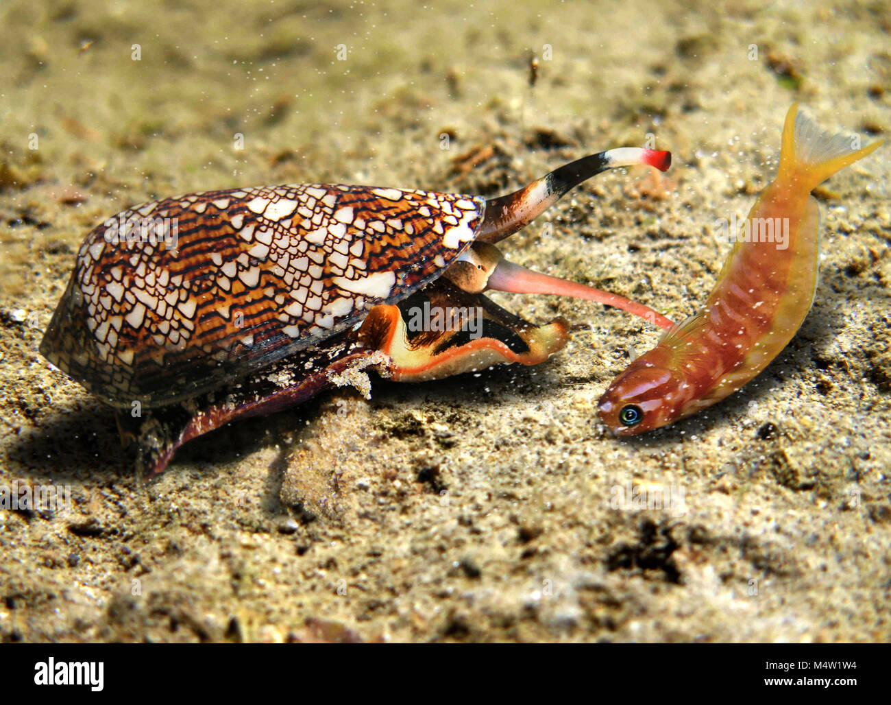 Textile Cone Snails Conus Textile High Resolution Stock Photography and ...