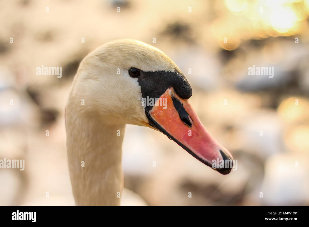 A detail picture of swan´s head during the winter sunset with ...