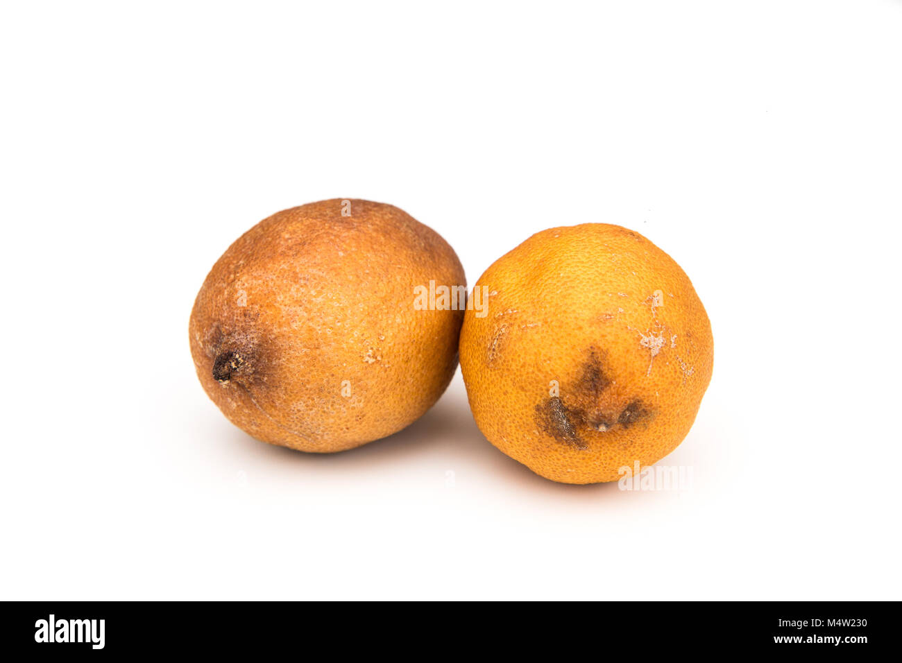 A picture of two old and overripe lemons. The peel is almost dry, but ...